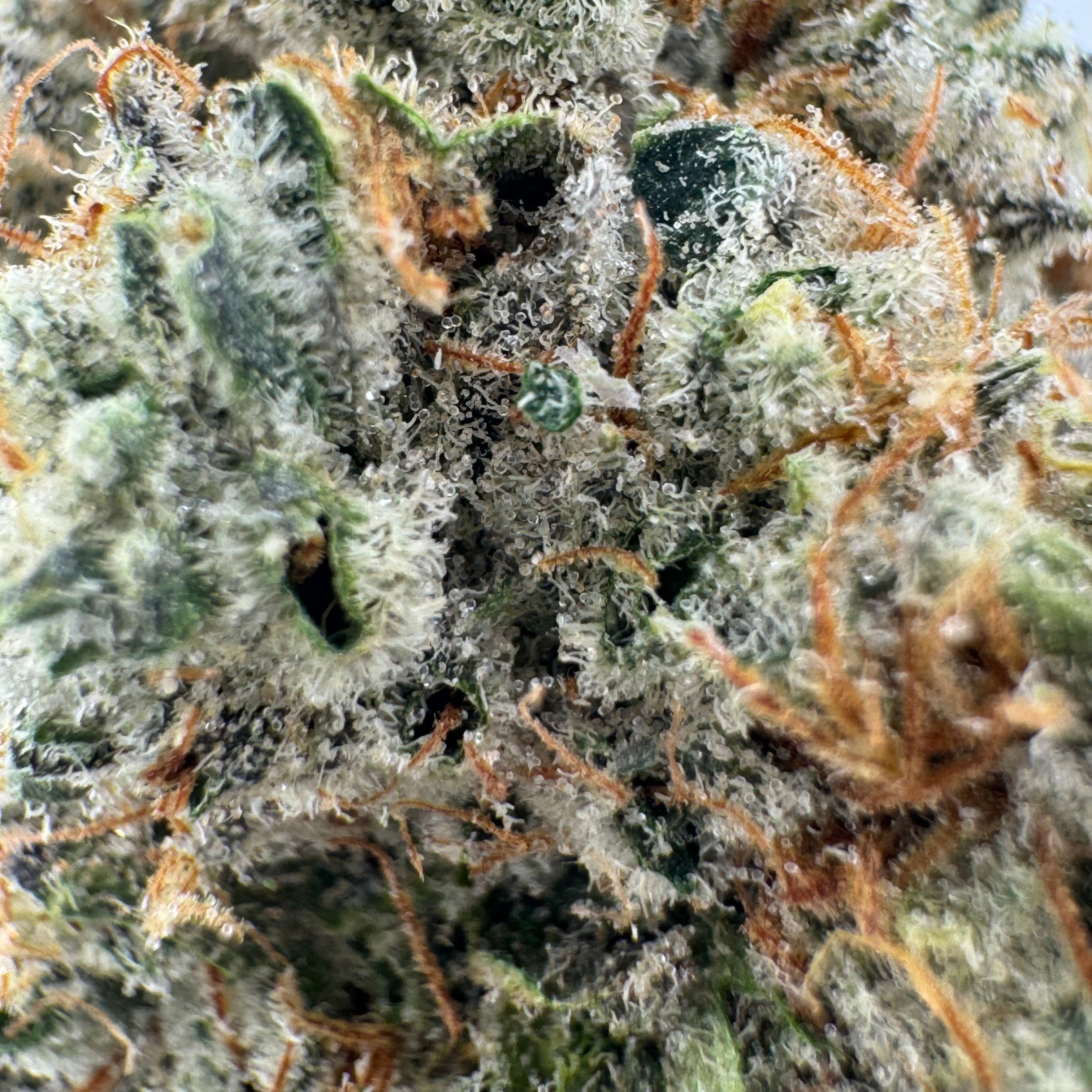 Exotics – High Society 420